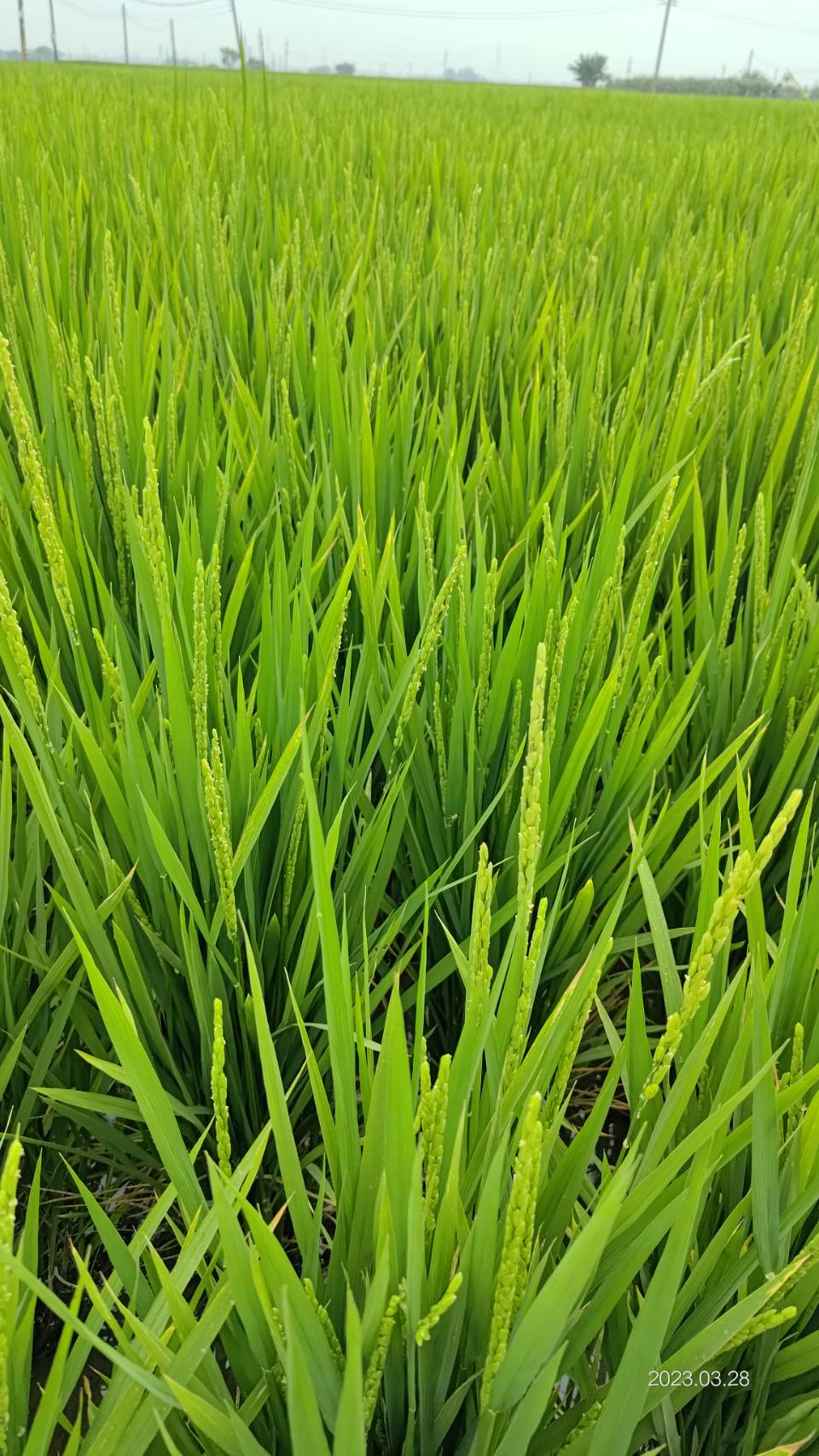 高雄市早植稻已陸續抽穗，籲請農民防範穗稻熱病。高雄市政府、防檢局及田邊好幫手關心您。 - 疫情預警 - 植物疫情通報系統