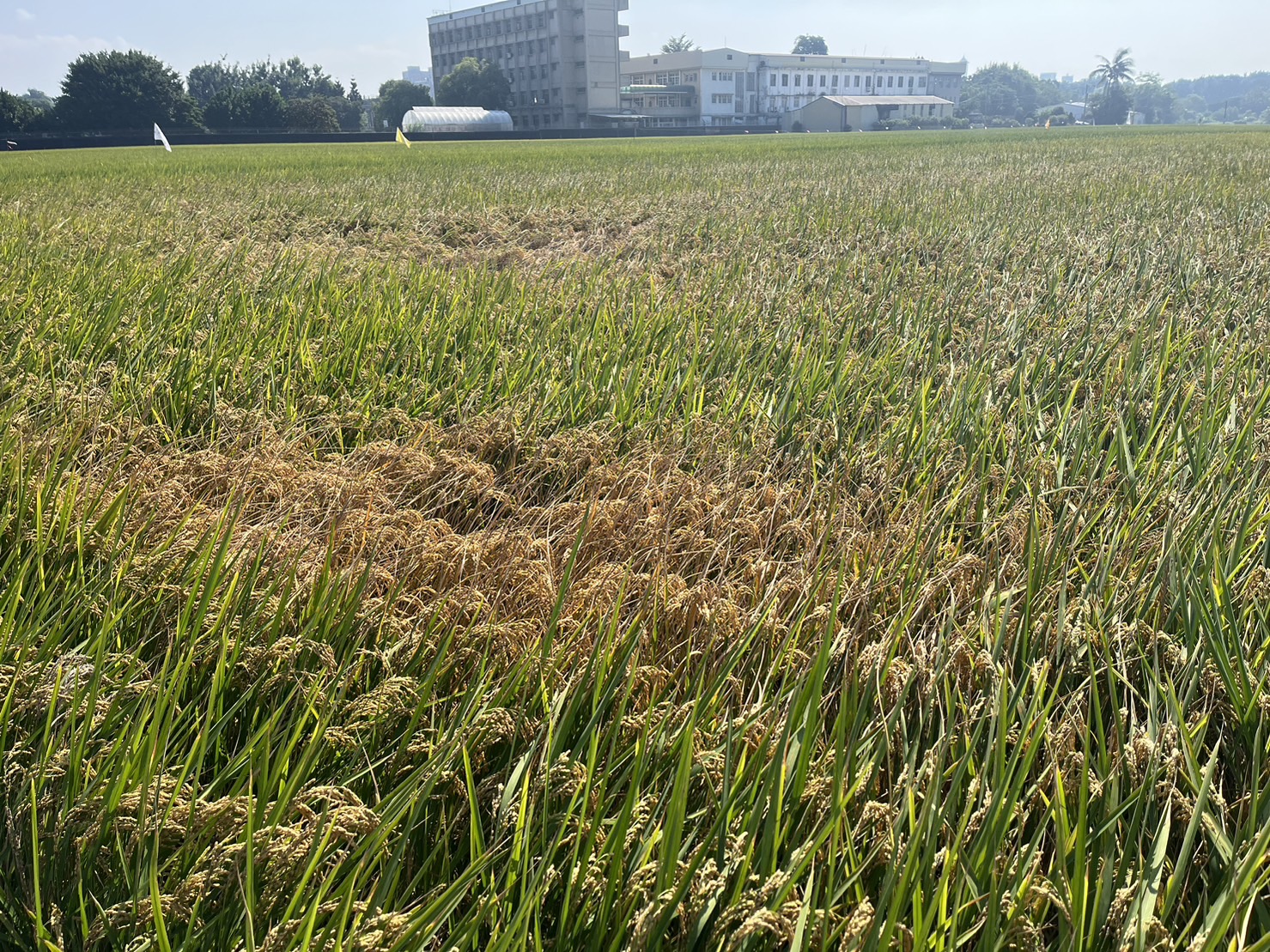 嘉義市正值收穫期的早熟水稻田區受飛蝨嚴重危害，籲請農友加強巡視。嘉義市政府、防檢署及田邊好幫手關心您。 - 疫情預警 - 植物疫情通報系統